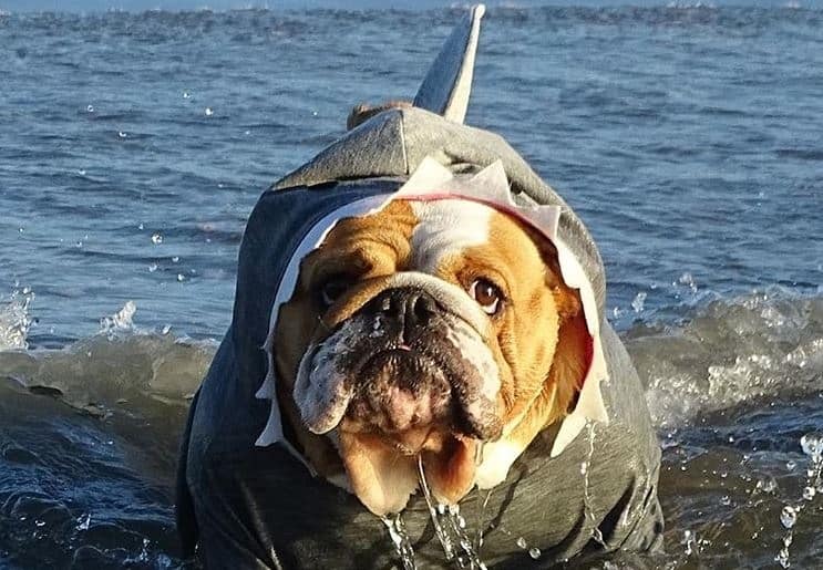 Perro llama la atención con disfraz de tiburón