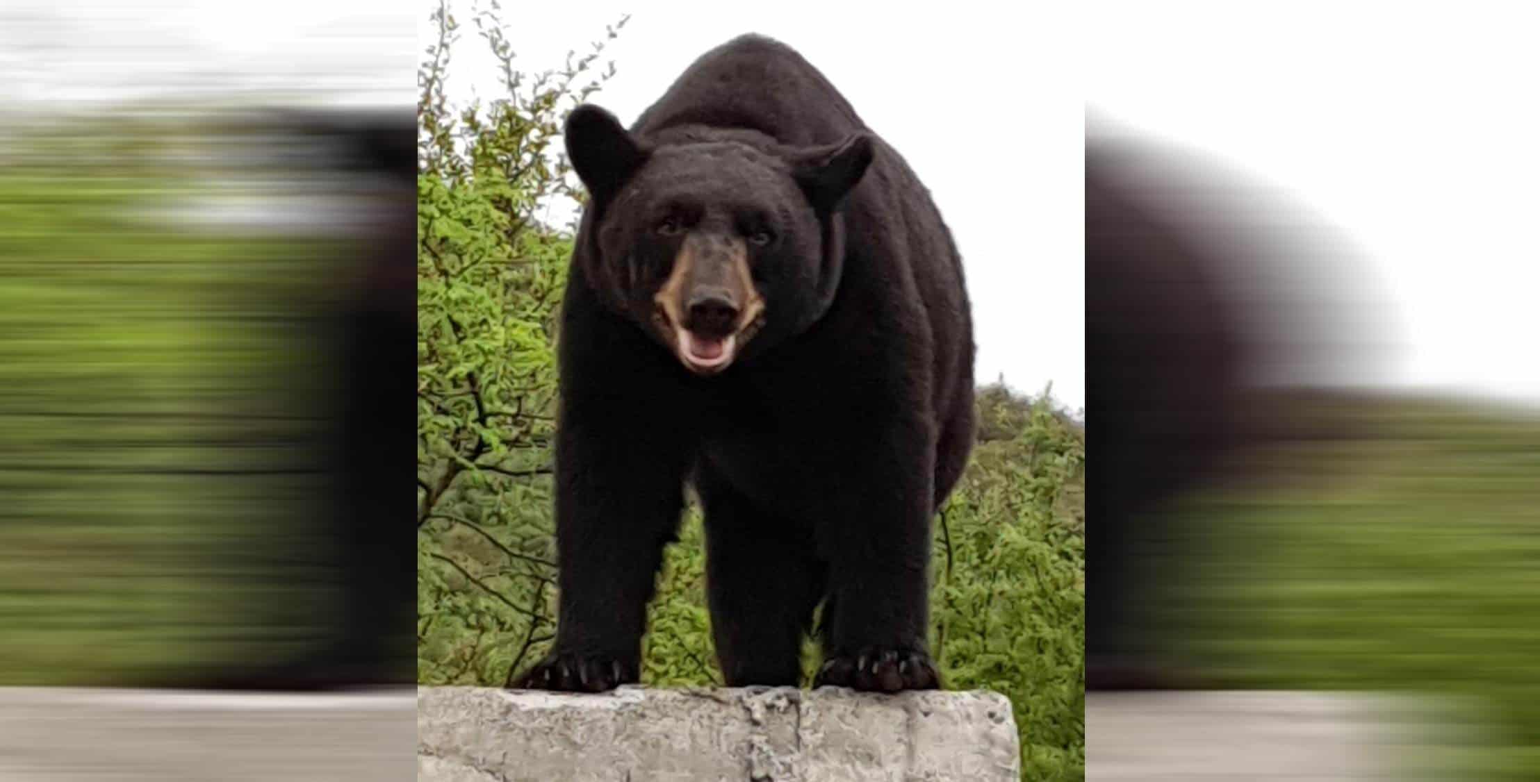 Se registra impactante avistamiento de oso en Mederos