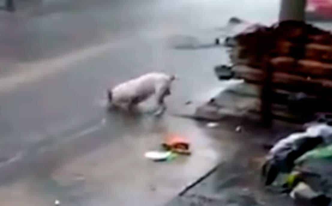 Conoce a 'Spike', el perro que recoje la basura en medio de la lluvia