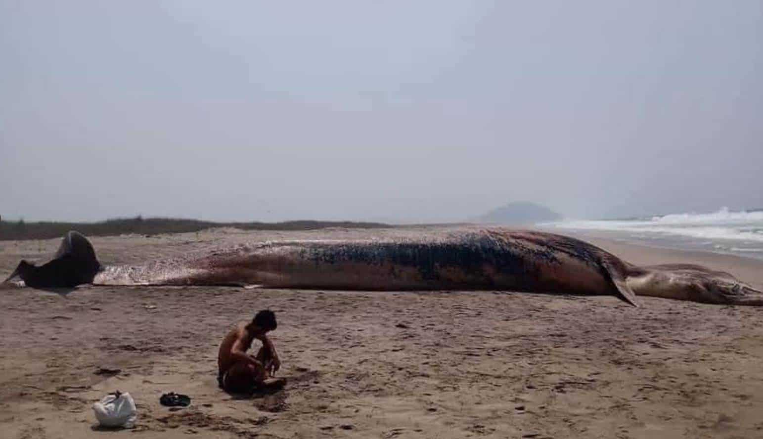 Encuentran a ballena azul muerta en costas de Oaxaca
