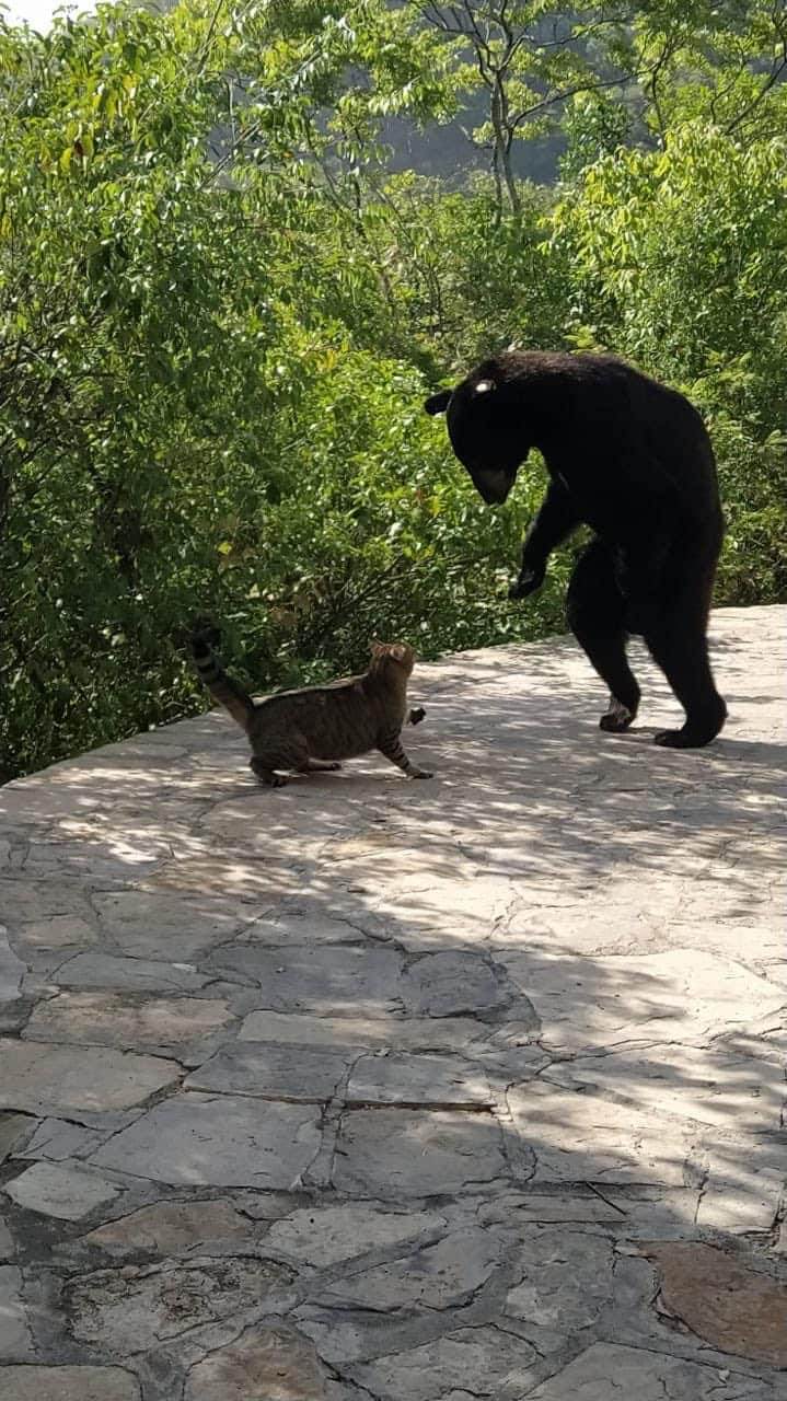 De nuevo aparecen osos en colonias de Monterrey y San Pedro