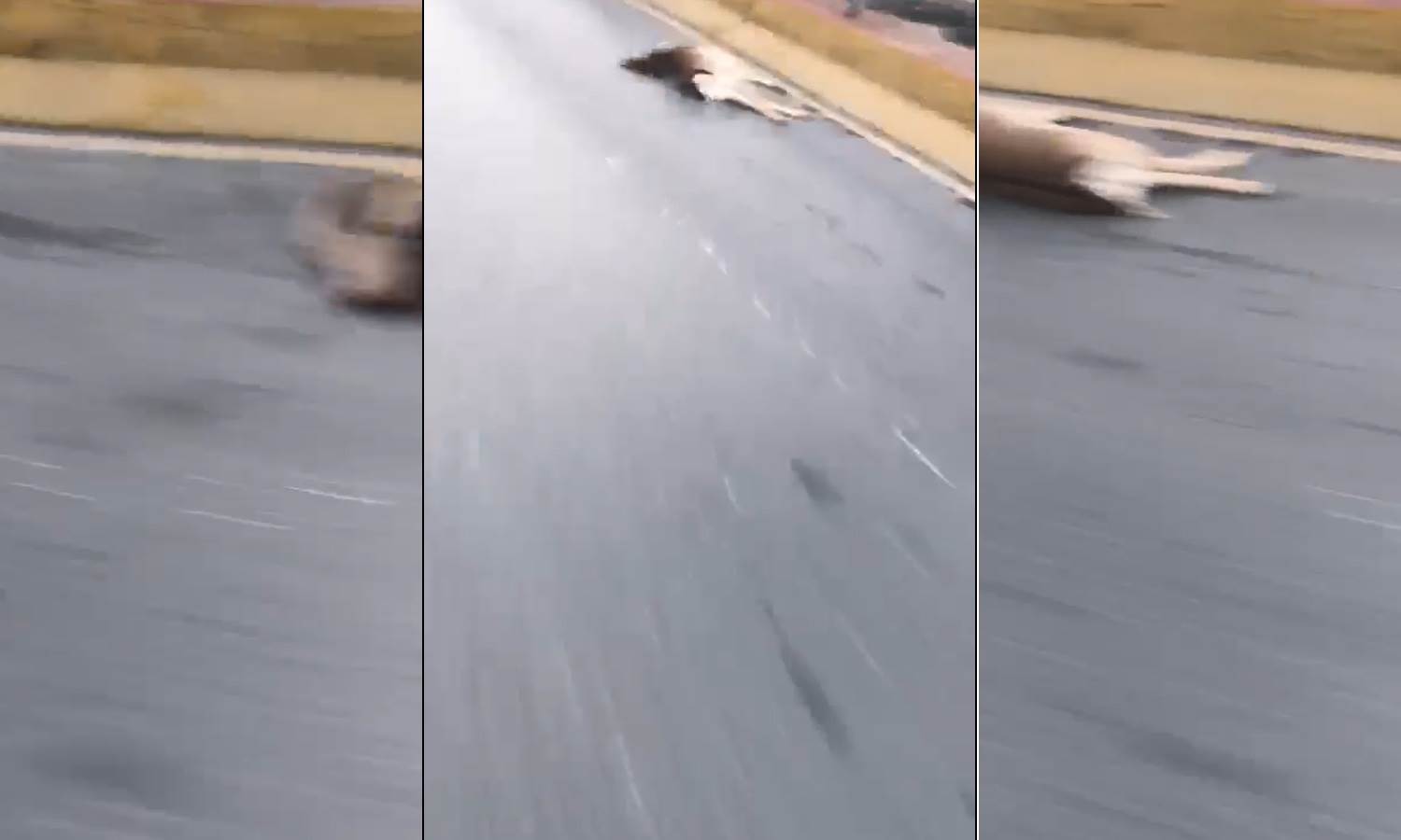 Encuentran un venado muerto en Garza Sada