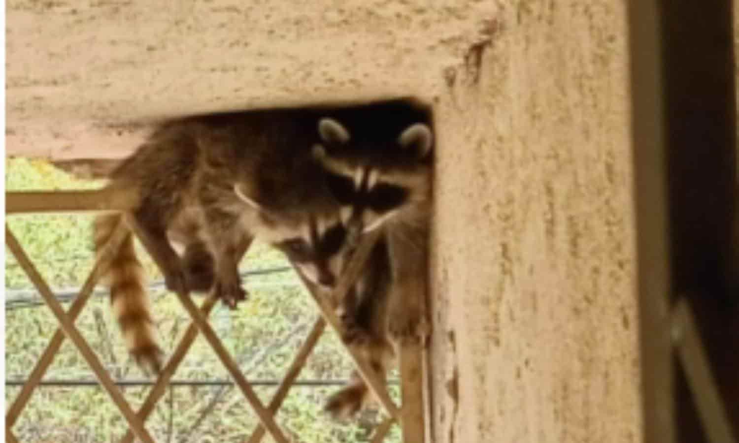 Rescata Protección Civil Monterrey a mapaches atorados